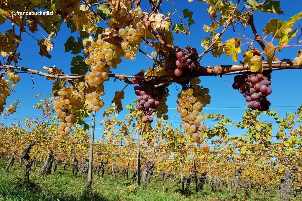 Alsace Wine Route by Car – Itinerary & Map | France Bucket List