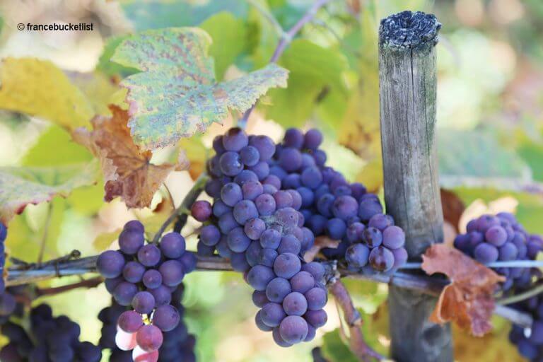 Alsace Wine Route by Car – Itinerary & Map | France Bucket List