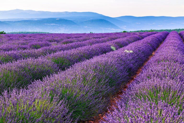 When is Lavender Season in Provence? | France Bucket List
