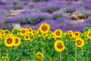 Lavender Fields in Provence 2026: Photo Spots & Local Experiences ...