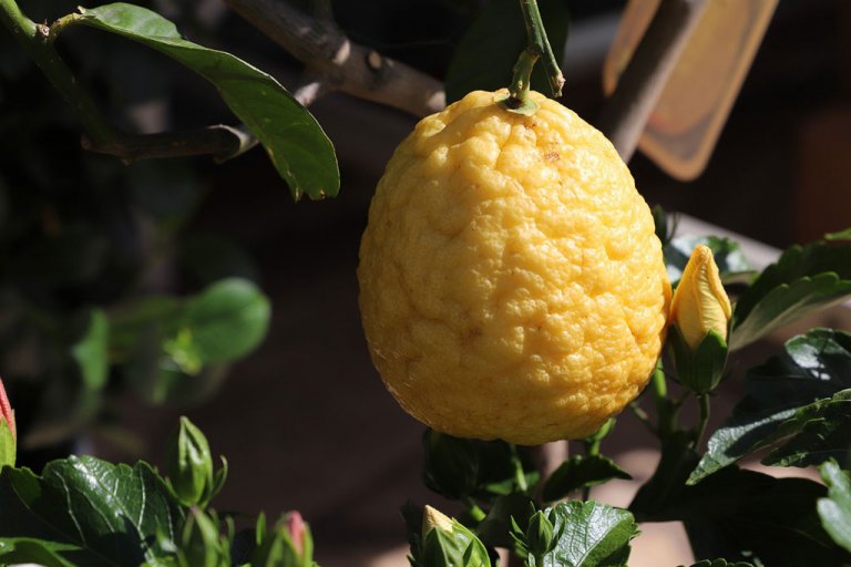 Fête du Citron – Menton's Lemon Festival 2026 | France Bucket List