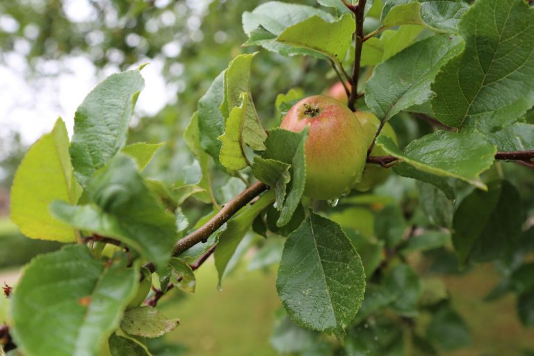 Road Trip along the Normandy Cider Route – Itinerary 1 Day | France ...